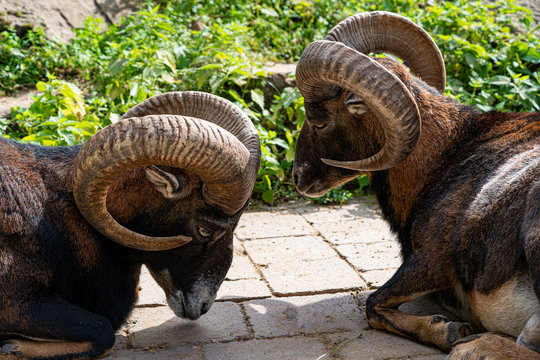 Imagens de Mufflon – Explore Fotografias do Stock, Vetores e Vídeos de ...
