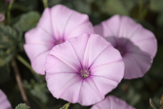 Imágenes de Incipiente: descubre bancos de fotos, ilustraciones ...