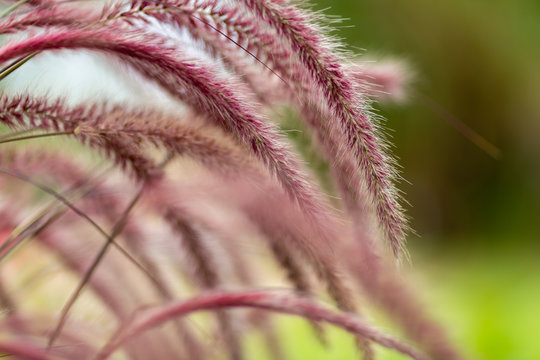 「Grash」の写真素材 | 87件の無料イラスト画像 | Adobe Stock
