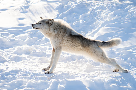 Russian Tundra Wolf