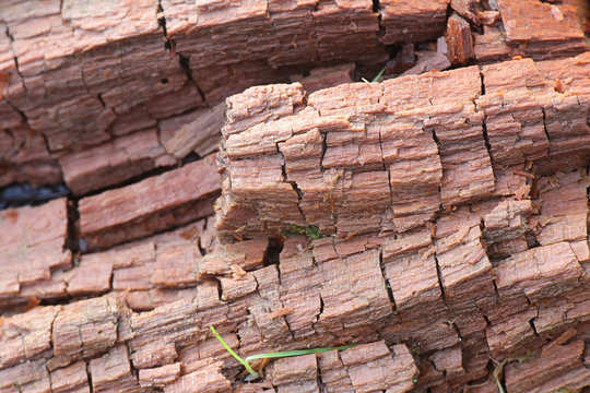 Brown-Rot Images – Browse 20 Stock Photos, Vectors, and Video | Adobe Stock