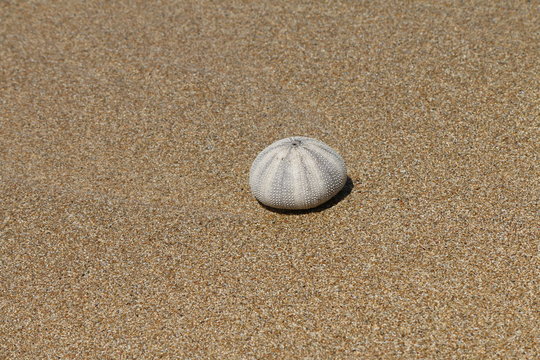 Seeigelskelett Bilder – Durchsuchen 259 Archivfotos, Vektorgrafiken und ...