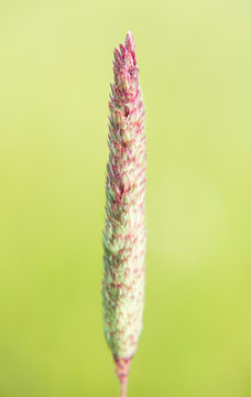 "Gramineous Plant" Images – Browse 552 Stock Photos, Vectors, and Video ...