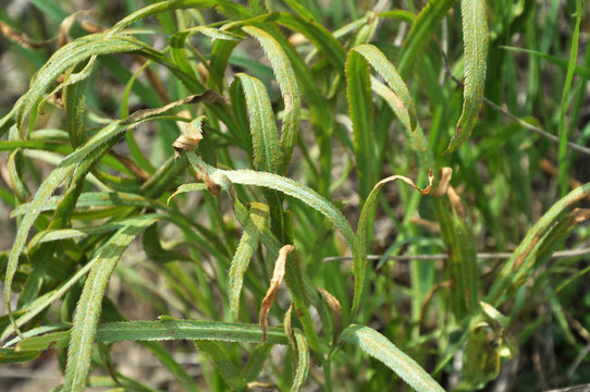 Prionia Bilder – Durchsuchen 171 Archivfotos, Vektorgrafiken und Videos ...