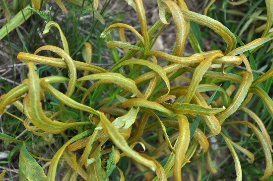 Prionia Bilder – Durchsuchen 168 Archivfotos, Vektorgrafiken und Videos ...