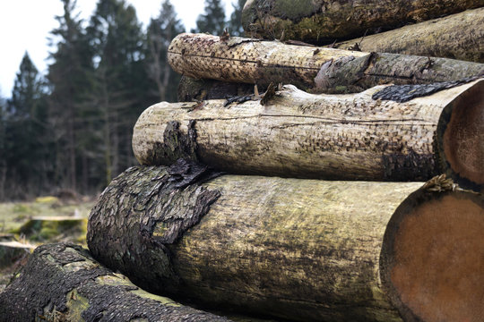 รูปภาพ"Log Background" – เลือกดูภาพถ่ายสต็อก เวกเตอร์ และวิดีโอ97 ...