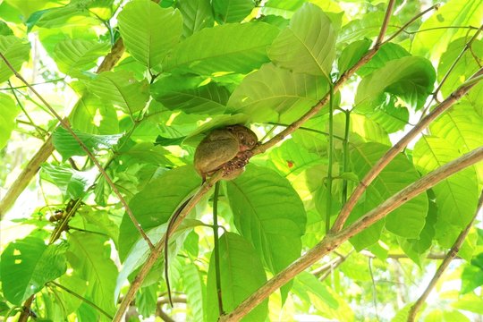 "Philippine Tarsier" Images – Browse 216 Stock Photos, Vectors, and ...