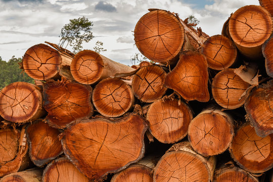 Tora Bilder – Durchsuchen 3,335 Archivfotos, Vektorgrafiken und Videos ...