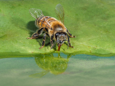 sue photos, images, assets | Adobe Stock