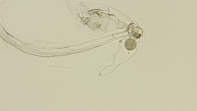 Neoteny Images – Browse 177 Stock Photos, Vectors, and Video | Adobe Stock