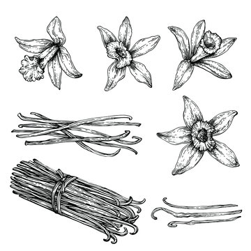 Vanilla Bean Drawing