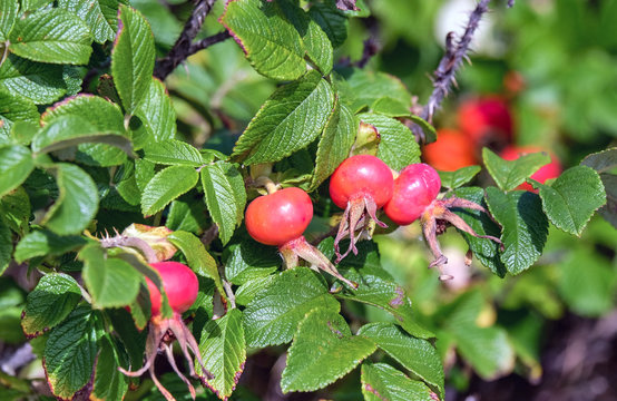 Fabelhafte Kartoffelrose Im Kubel Fotos