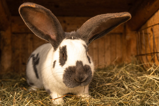 「Stallhase」の写真素材 | 269件の無料イラスト画像 | Adobe Stock