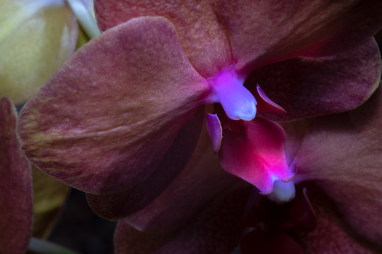 「Archidea」の画像 - 220 件の Stock 写真、ベクターおよびビデオ | Adobe Stock