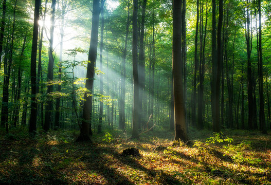 Woodlands Images – Browse 1,061,187 Stock Photos, Vectors, and Video ...