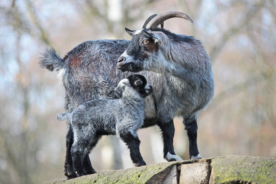 Zicke 이미지 – 찾아보기 1,226 스톡 사진, 벡터 및 비디오 | Adobe Stock