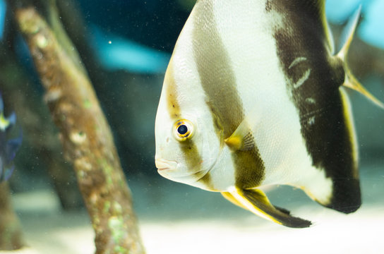 รูปภาพPirania – เลือกดูภาพถ่ายสต็อก เวกเตอร์ และวิดีโอ383 | Adobe Stock