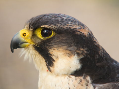 How To Draw A Peregrine Falcon Head