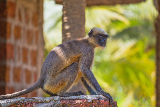 รูปภาพLangoor – เลือกดูภาพถ่ายสต็อก เวกเตอร์ และวิดีโอ294 | Adobe Stock