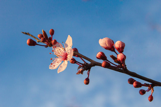 รูปภาพFior – เลือกดูภาพถ่ายสต็อก เวกเตอร์ และวิดีโอ1,274 | Adobe Stock