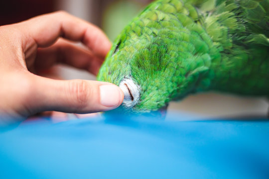 รูปภาพCotorra – เลือกดูภาพถ่ายสต็อก เวกเตอร์ และวิดีโอ4,284 | Adobe Stock