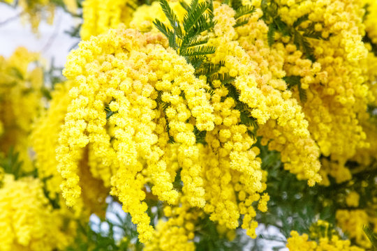 รูปภาพMimoseae – เลือกดูภาพถ่ายสต็อก เวกเตอร์ และวิดีโอ94 | Adobe Stock