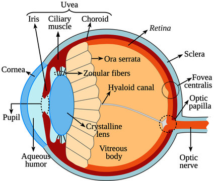 Ciliary Muscle