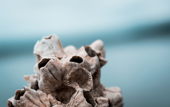 「Picoroco」の写真素材 | 29件の無料イラスト画像 | Adobe Stock