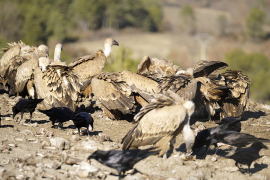 รูปภาพNecrofago – เลือกดูภาพถ่ายสต็อก เวกเตอร์ และวิดีโอ302 | Adobe Stock