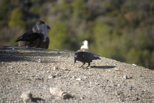 รูปภาพNecrofago – เลือกดูภาพถ่ายสต็อก เวกเตอร์ และวิดีโอ302 | Adobe Stock