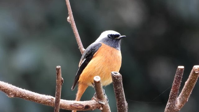 Otterrute Bilder – Durchsuchen 103 Archivfotos, Vektorgrafiken und ...