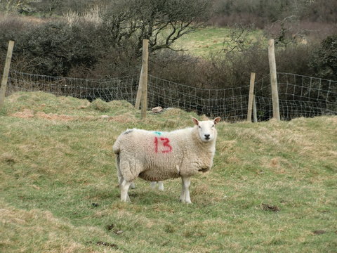 รูปภาพOveja – เลือกดูภาพถ่ายสต็อก เวกเตอร์ และวิดีโอ4,085 | Adobe Stock
