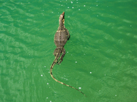 Saurien Bilder – Durchsuchen 910 Archivfotos, Vektorgrafiken und Videos ...