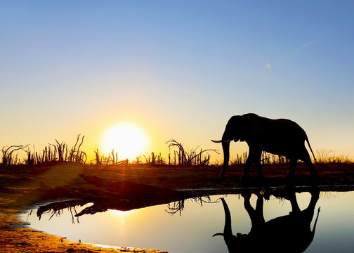African Safari Sunrise