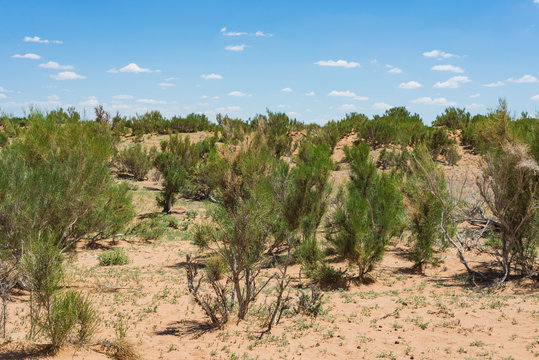 Saksaul bilder – Bläddra bland 187 stockfoton, vektorer och videor ...