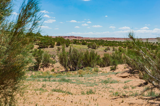 Saksaul bilder – Bläddra bland 174 stockfoton, vektorer och videor ...