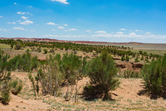 Saksaul bilder – Bläddra bland 174 stockfoton, vektorer och videor ...