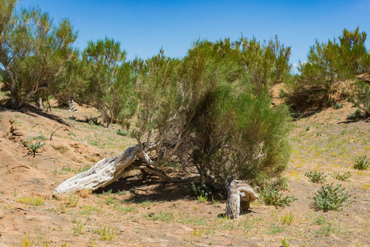 Saksaul Bilder – Durchsuchen 174 Archivfotos, Vektorgrafiken und Videos ...