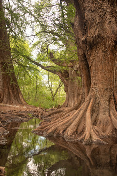 LAS 89 MEJORES IMÁGENES, FOTOS DE ARCHIVO Y VECTORES DE Ahuehuete ...