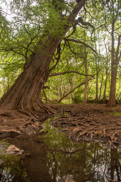 Ahuehuete Images – Parcourir 239 le catalogue de photos, vecteurs et ...