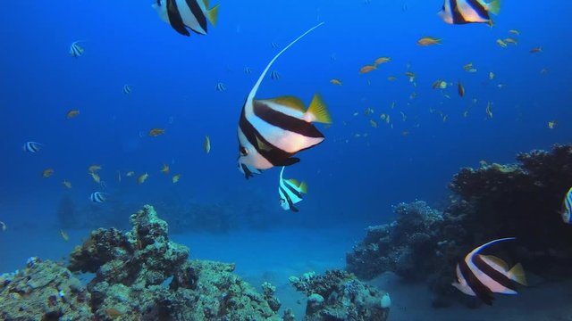 Banner-Fish 이미지 – 찾아보기 996 스톡 사진, 벡터 및 비디오 | Adobe Stock