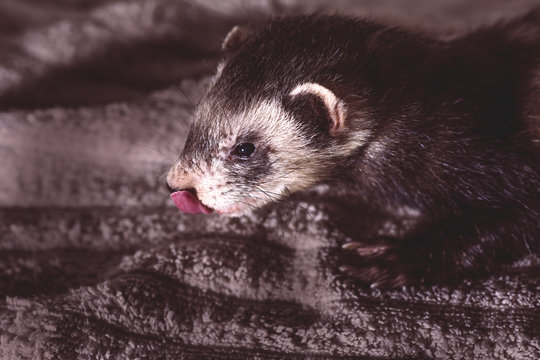 Tonque Images – Browse 1,038 Stock Photos, Vectors, and Video | Adobe Stock