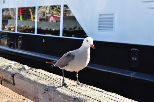 Segull bilder – Bläddra bland 242 stockfoton, vektorer och videor ...