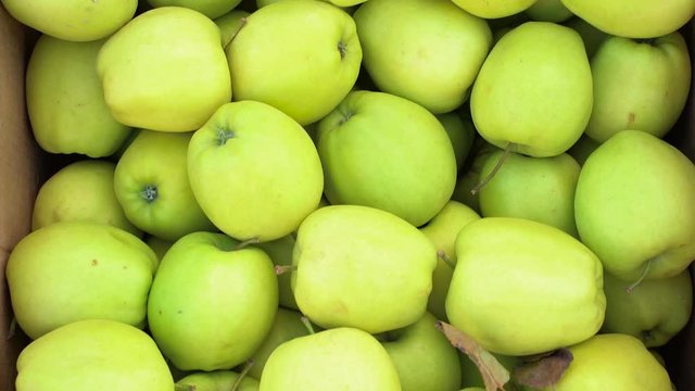Golden Delicious Apple Images – Browse 44,250 Stock Photos, Vectors ...