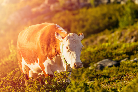 Cettle bilder – Bläddra bland 27 stockfoton, vektorer och videor ...