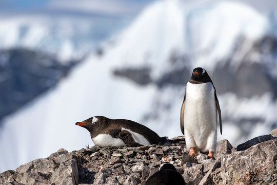 Brooding Images – Browse 515,826 Stock Photos, Vectors, and Video ...