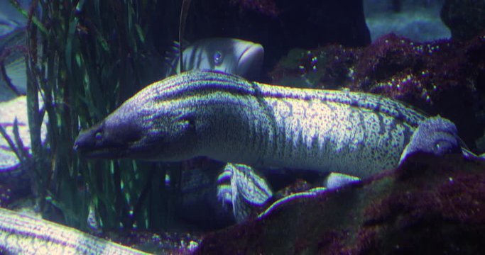 Electrophorus Bilder – Durchsuchen 107 Archivfotos, Vektorgrafiken und ...