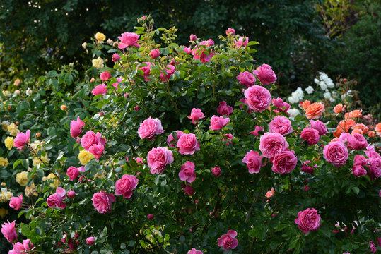 รูปภาพBuschrose – เลือกดูภาพถ่ายสต็อก เวกเตอร์ และวิดีโอ283 | Adobe Stock