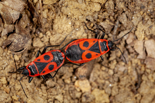 Firebug bilder – Bläddra bland 6,413 stockfoton, vektorer och videor | Adobe Stock