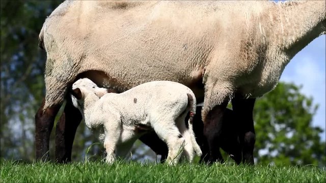 รูปภาพEwe – เลือกดูภาพถ่ายสต็อก เวกเตอร์ และวิดีโอ100,838 | Adobe Stock